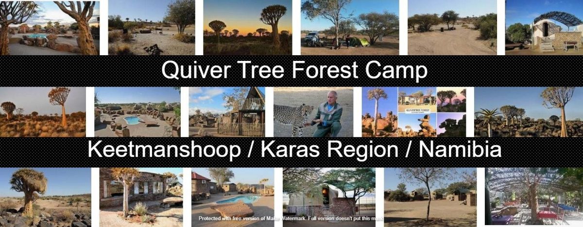 Quiver Tree Forest Camp